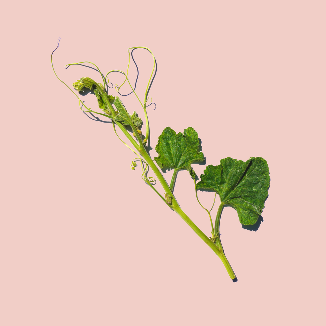 Talbos ng Kalabasa – kai farms